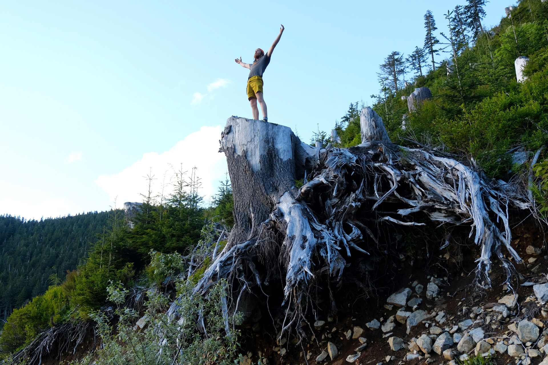 At Fairy Creek, blockades protect the ancient forest