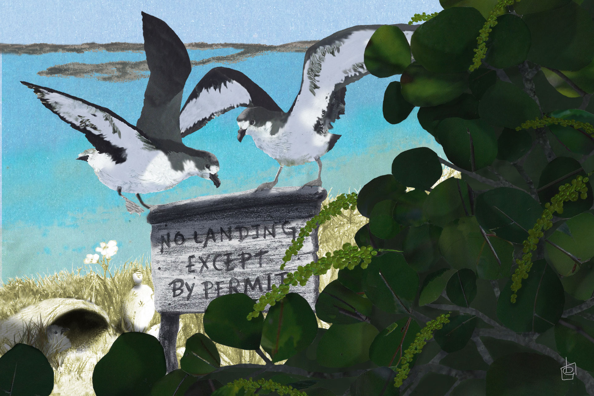 Il petrello delle Bermuda, storia di una resurrezione
