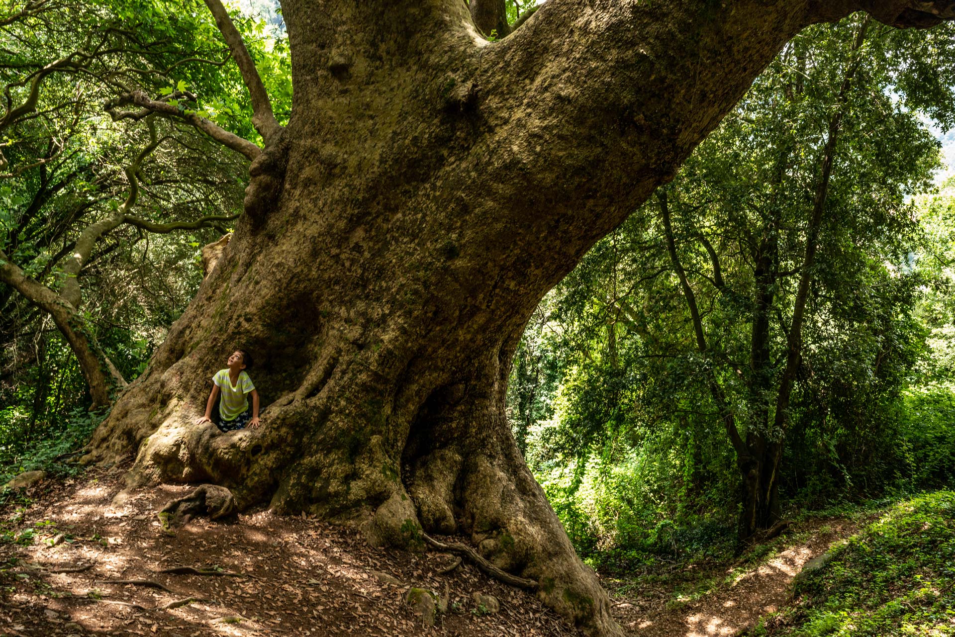 Alberi madre, gli alberi monumentali italiani