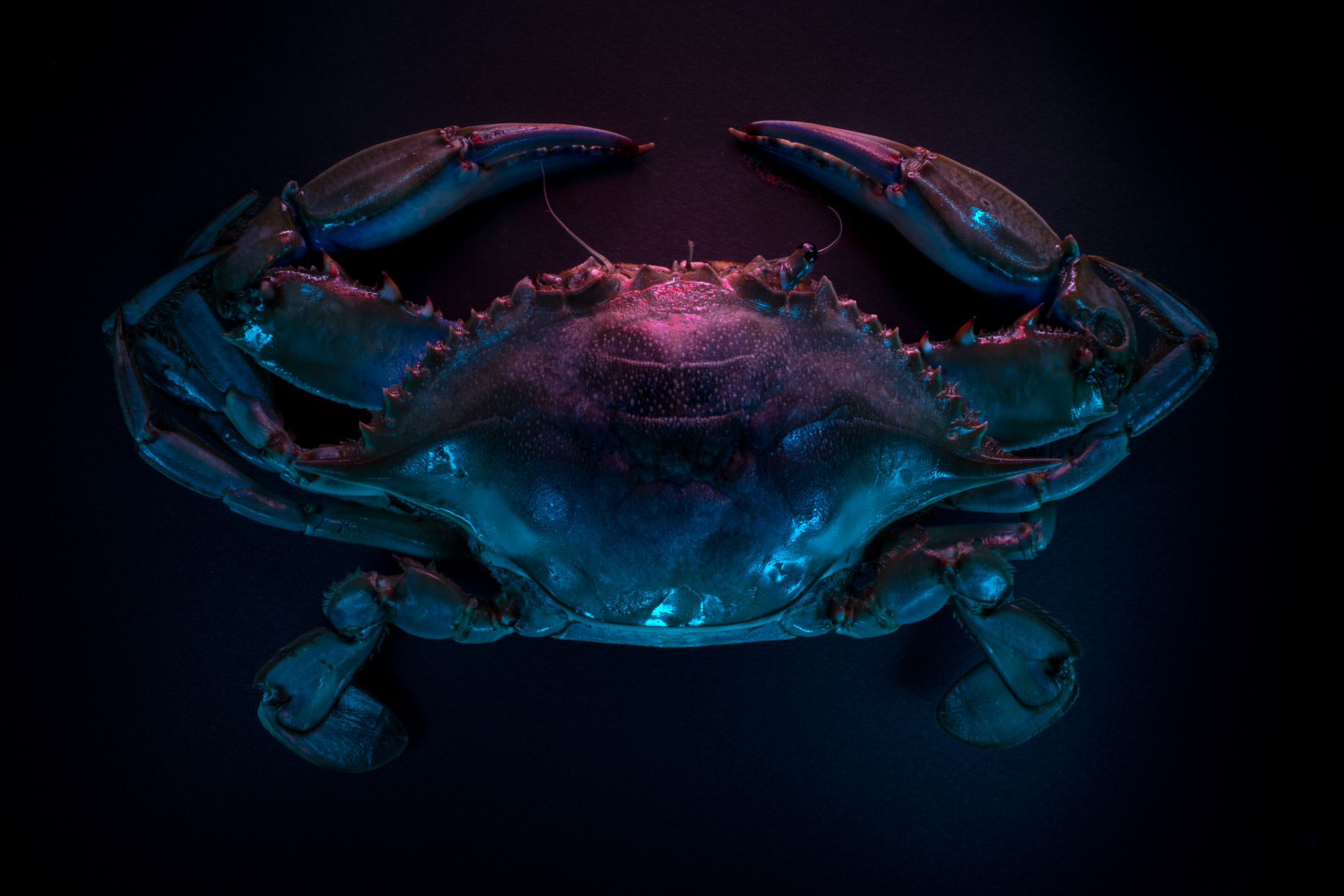 C’è ancora il granchio blu?